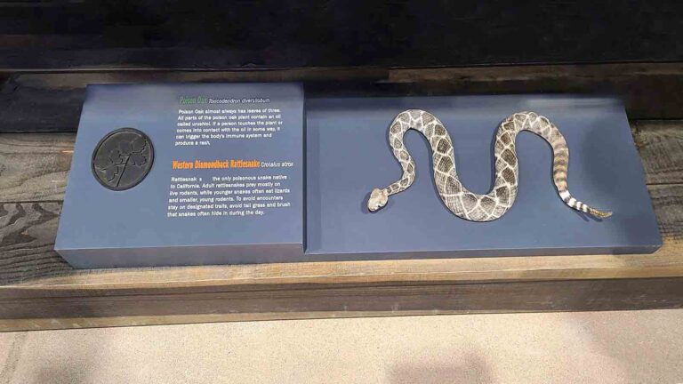 Museum display personalized vinyl lettering | Front Signs